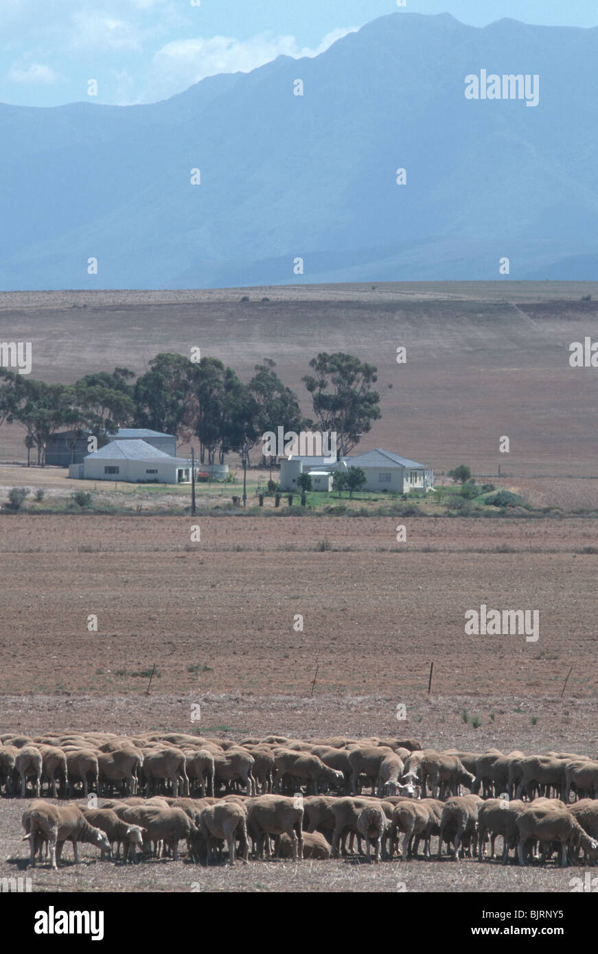 SOUTH AFRICA SHEEP FARM IN THE EASTERN CAPE Stock Photo - Alamy