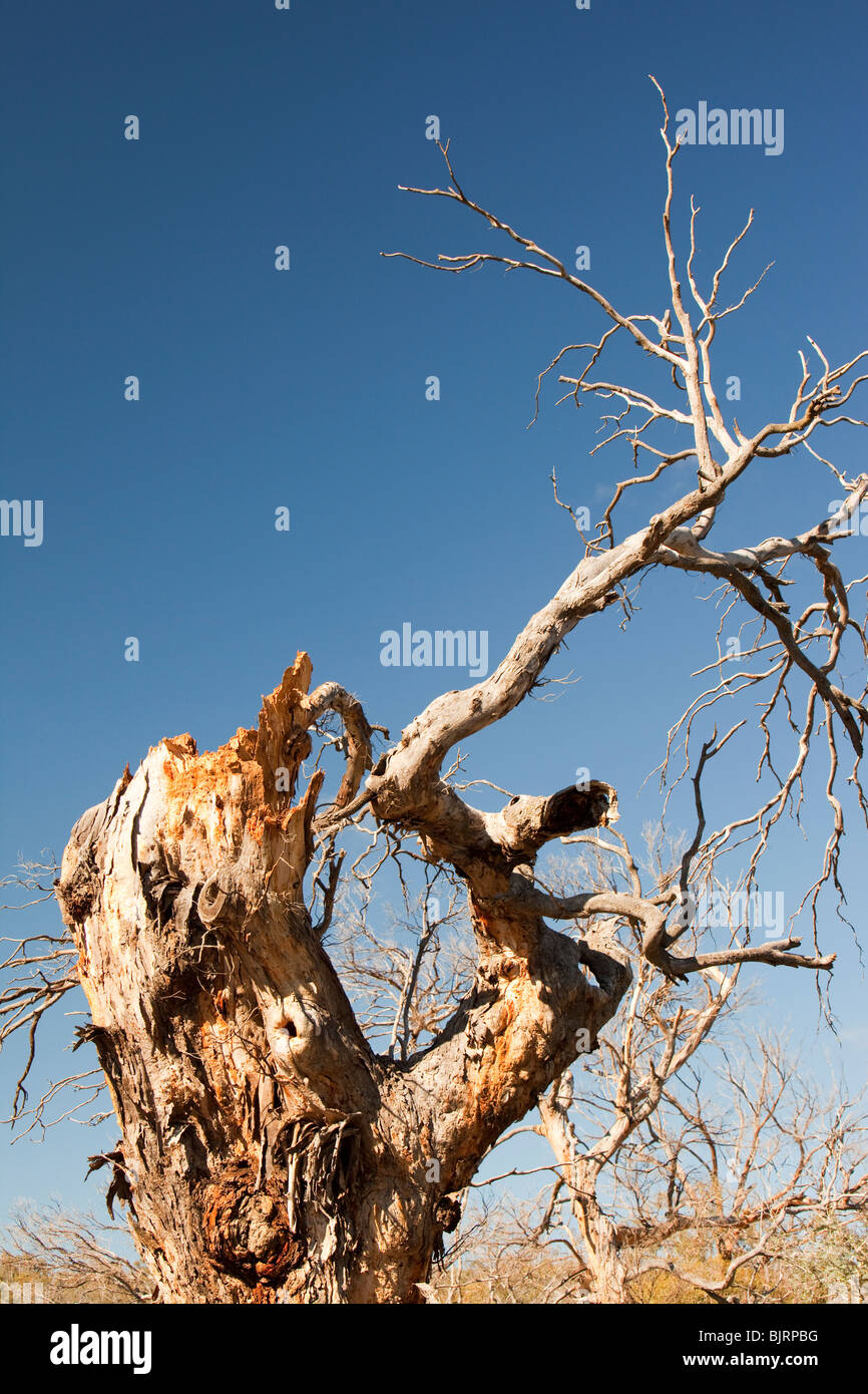 Drought australia dead hi-res stock photography and images - Alamy