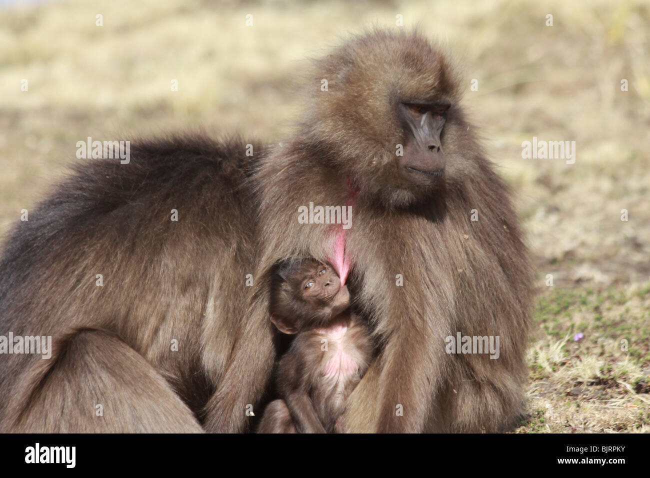 Female with young theropithecus gelada hi-res stock photography and ...