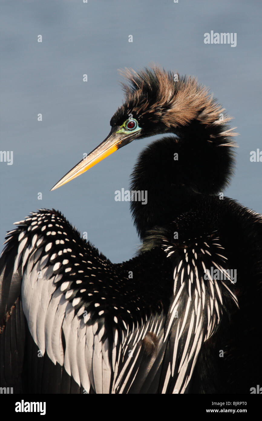 Anhinga (Anhinga anhinga) Preening Feathers Stock Photo - Alamy