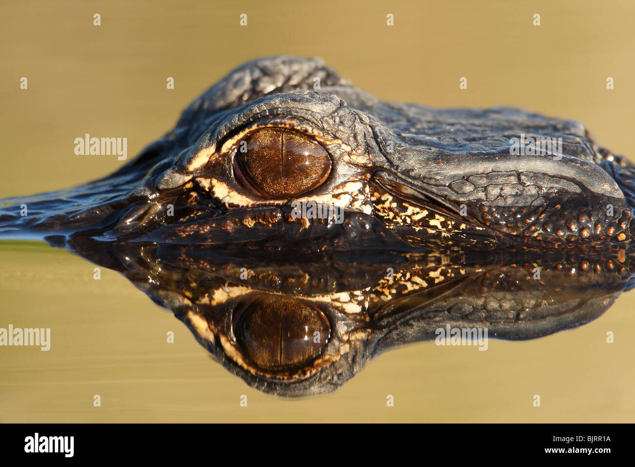 Alligator eyes hi-res stock photography and images - Alamy