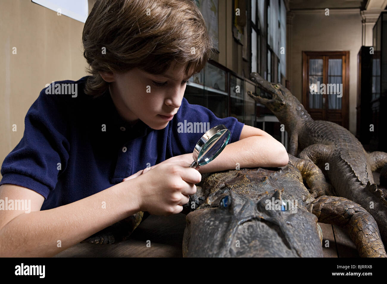 A boy examining a crocodile with a magnifying glass Stock Photo - Alamy