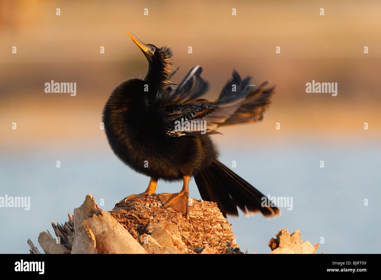 Wing flap hi-res stock photography and images - Alamy