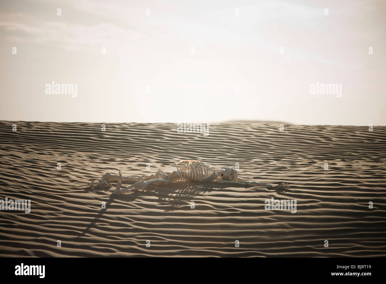 Human skeleton on desert hi-res stock photography and images - Alamy