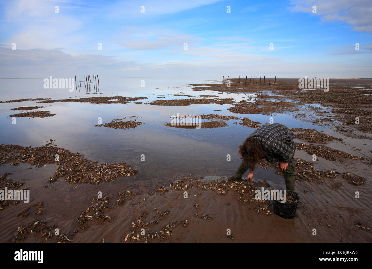 A man collecting mussels at low tide on Old Hunstanton beach in Norfolk ...