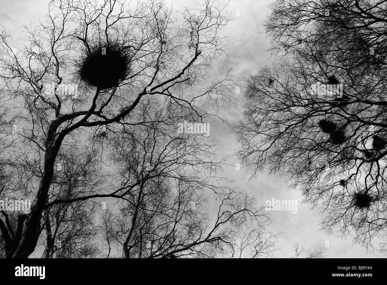 The witches broom tree hi-res stock photography and images - Alamy