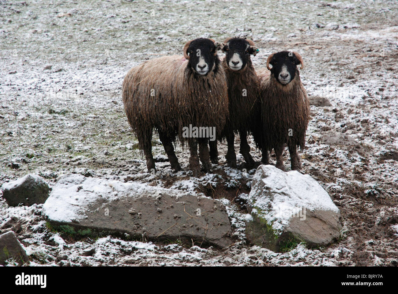 Swaledale lambs in winter landscape Stock Photo - Alamy