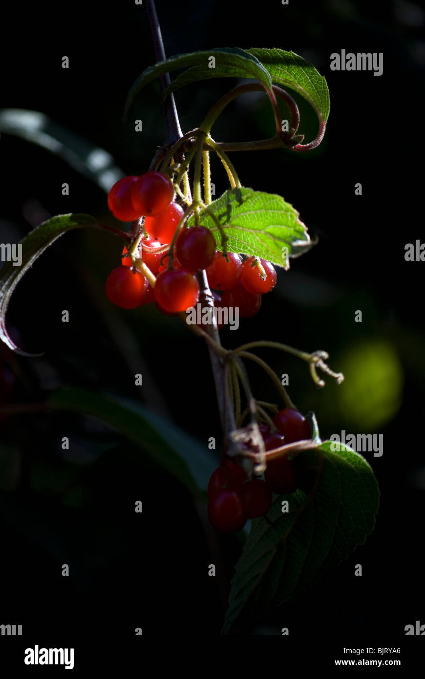 Climbing plant with large red berries Stock Photo - Alamy