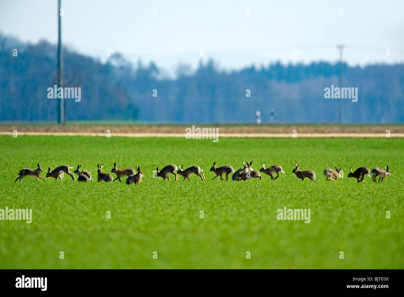 rabbit parade procession ground easter walk hare bunny bunnies hares in ...