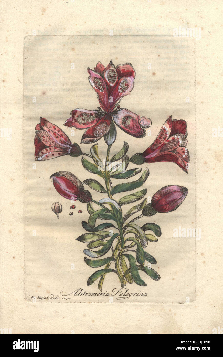 Inca Lily (Alstromeria pelegrina) from Peru Stock Photo - Alamy