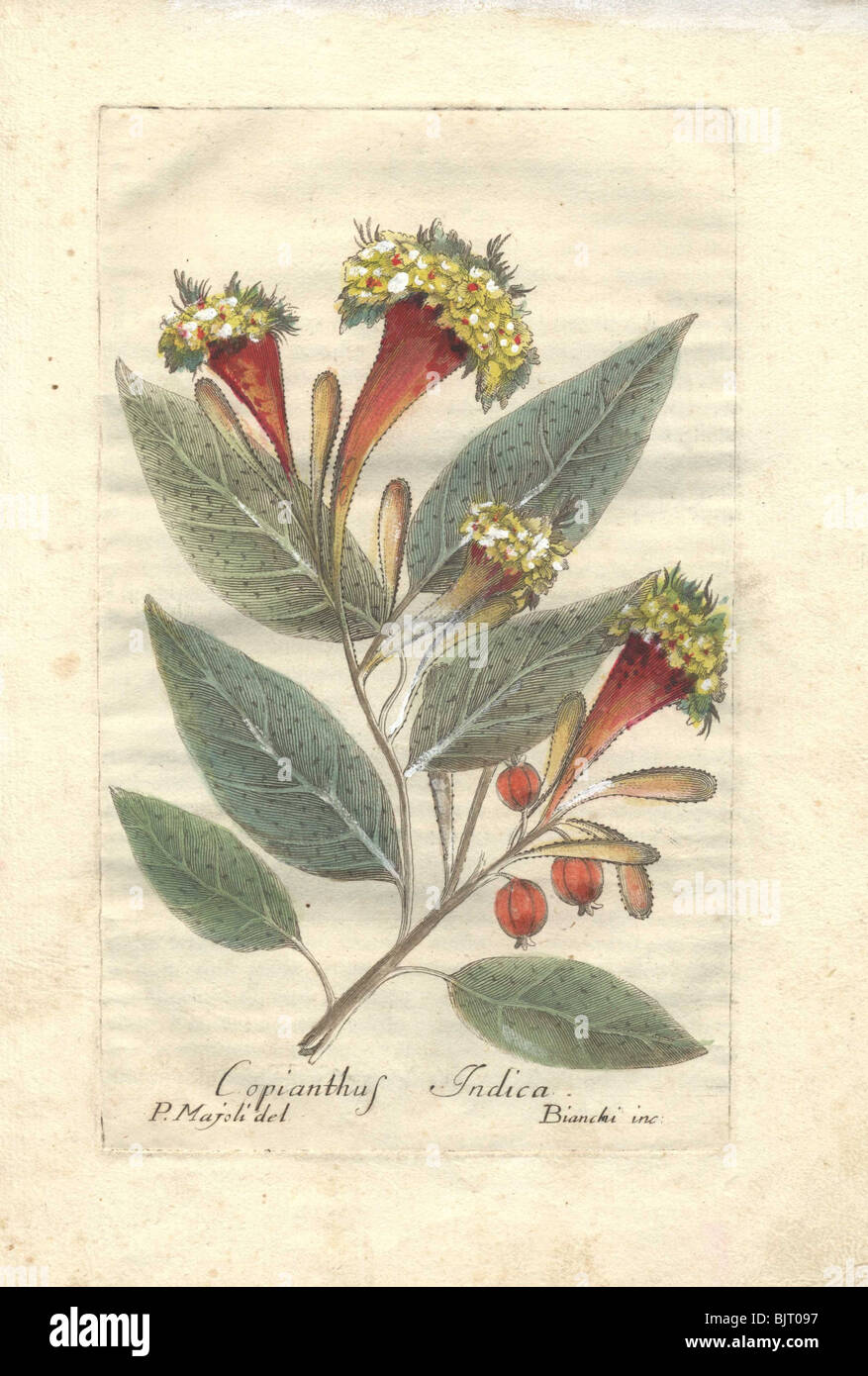 Cornucopian shrub Copianthus indica Stock Photo - Alamy