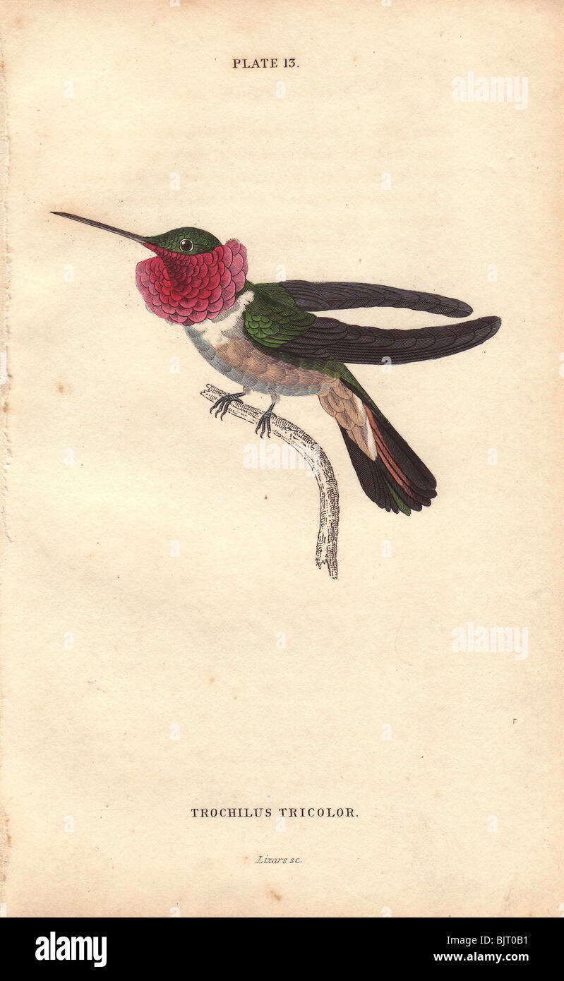 Tricoloured hummingbird (Trochilus tricolor Stock Photo - Alamy