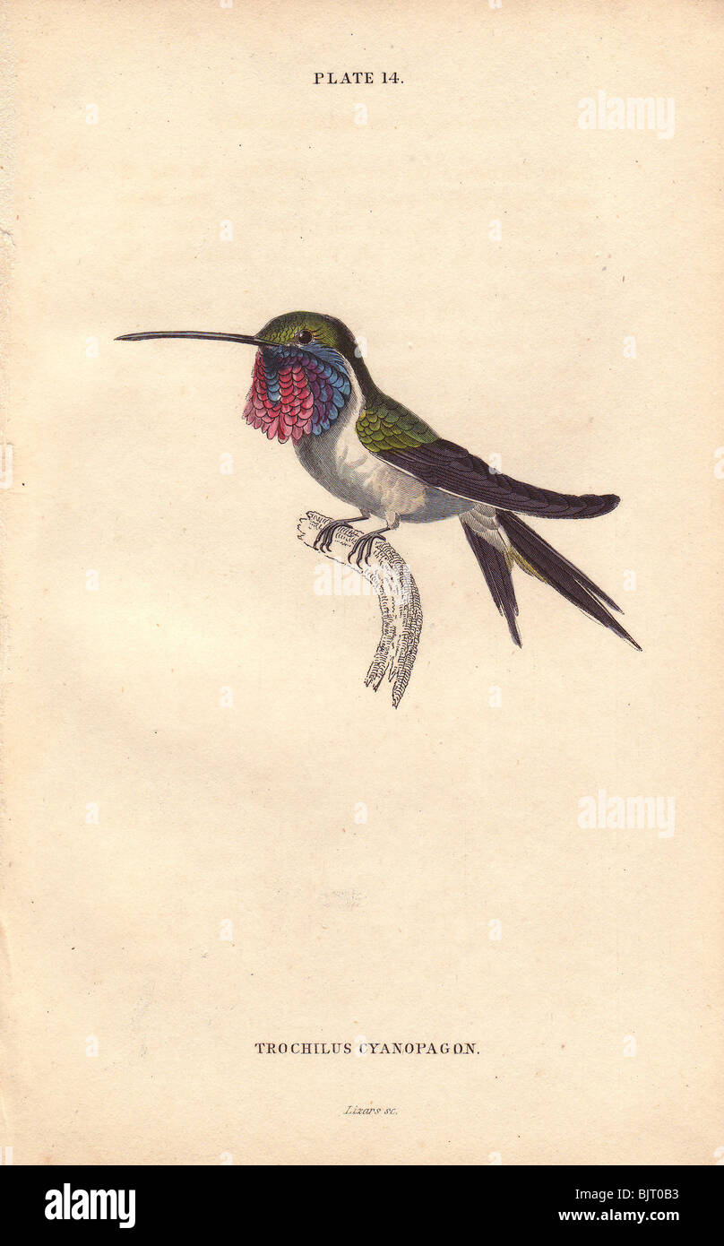 Lucifer hummingbird (Calothorax lucifer) Blue throated hummingbird ...
