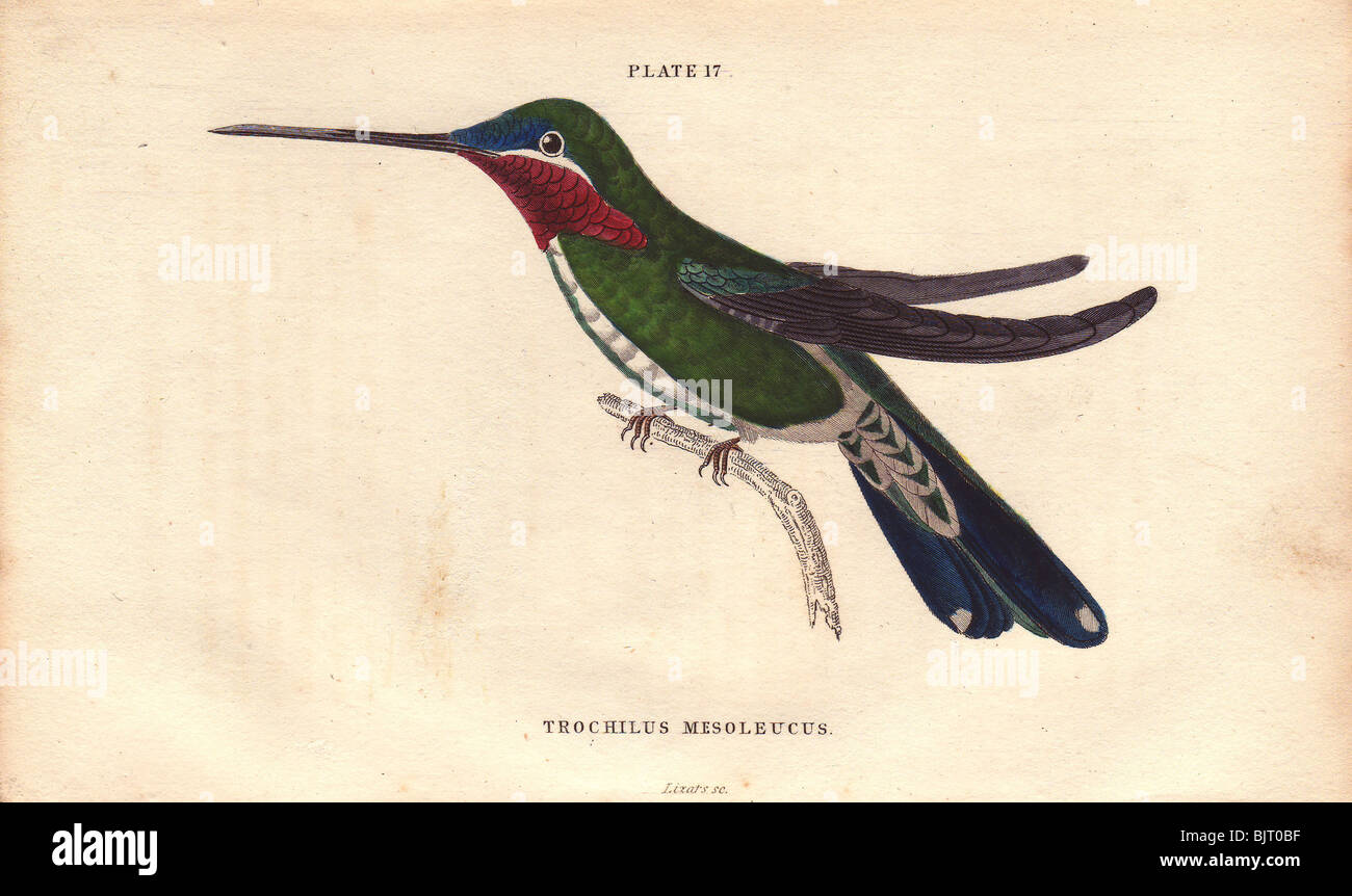 White-striped star-throat Heliomaster squamosus White-striped ...