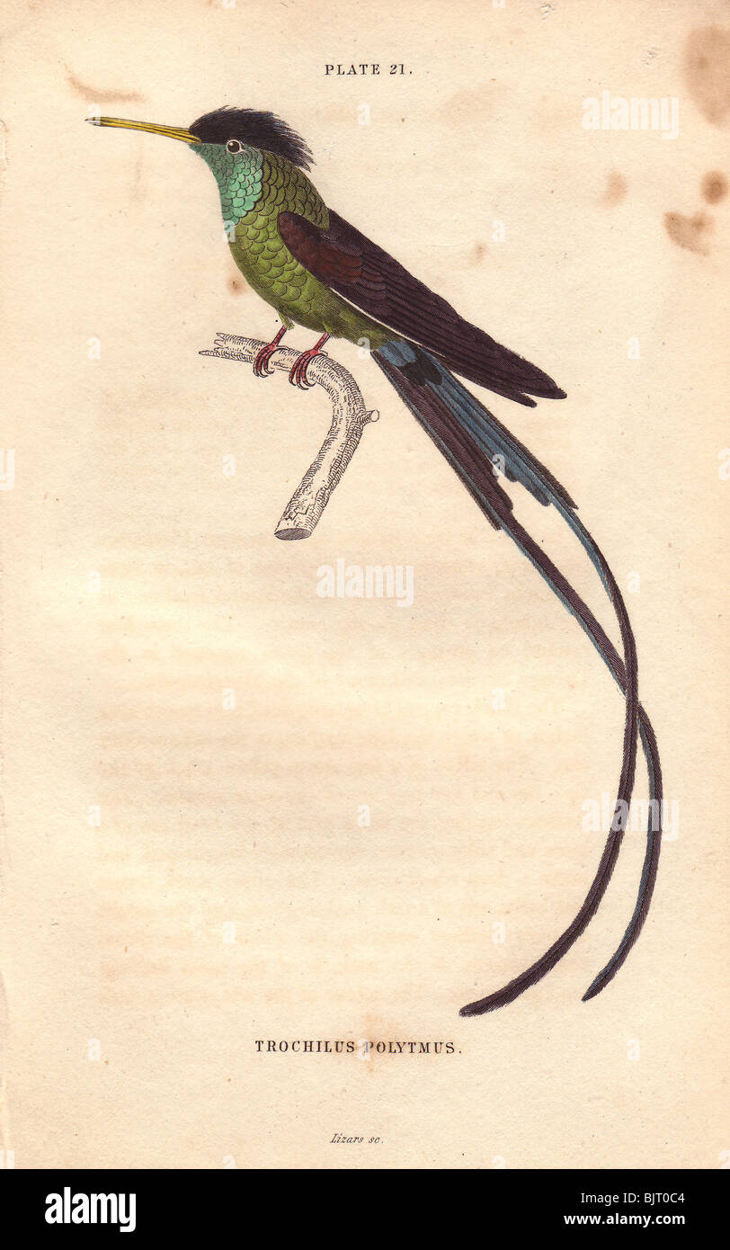 Streamertail humming bird hi-res stock photography and images - Alamy