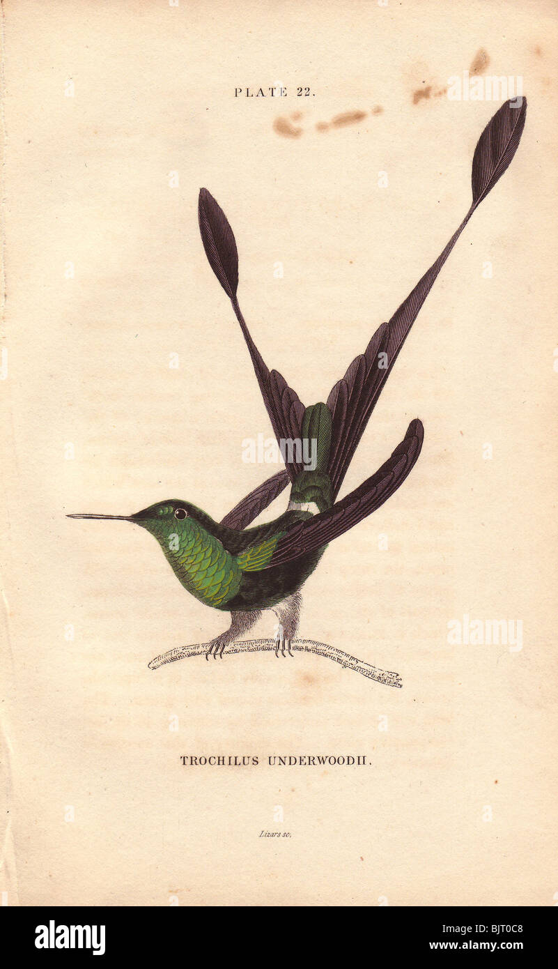 White-booted racket tail Ocreatus underwoodii Rough-legged racket ...