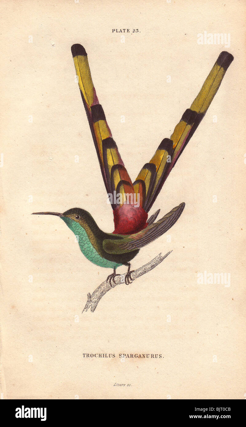 Sapho comet-tail (Sappho sparganura) Bar-tailed hummingbird (Trochilus ...