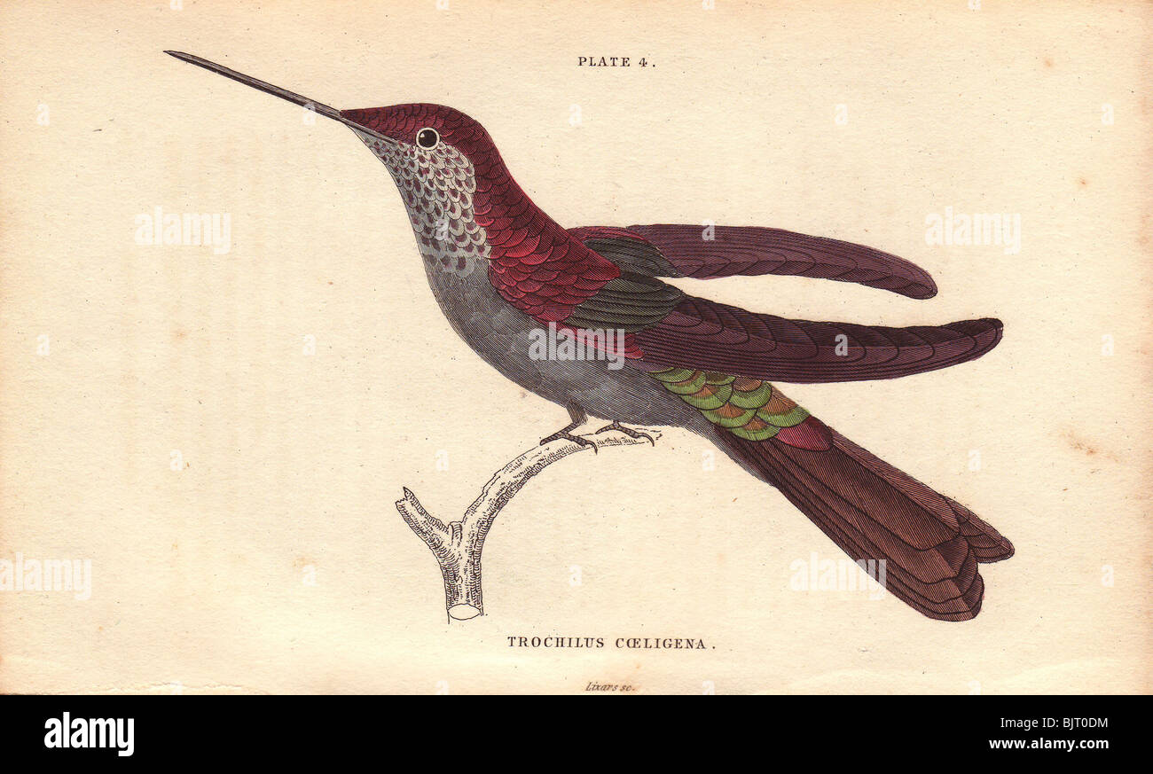 Edinburgh bird hi-res stock photography and images - Alamy