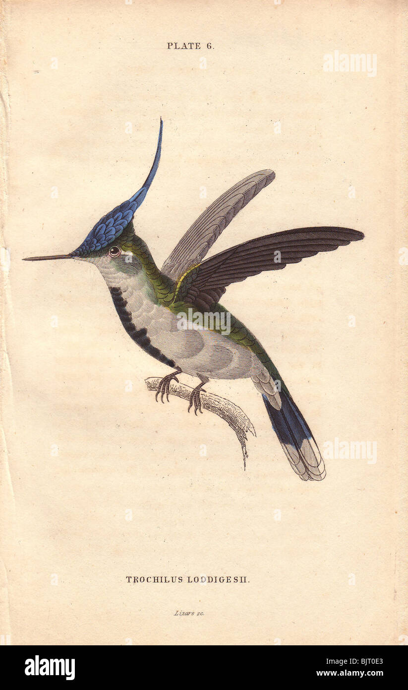 Loddiges' humming-bird (Trochilus loddigesii Stock Photo - Alamy