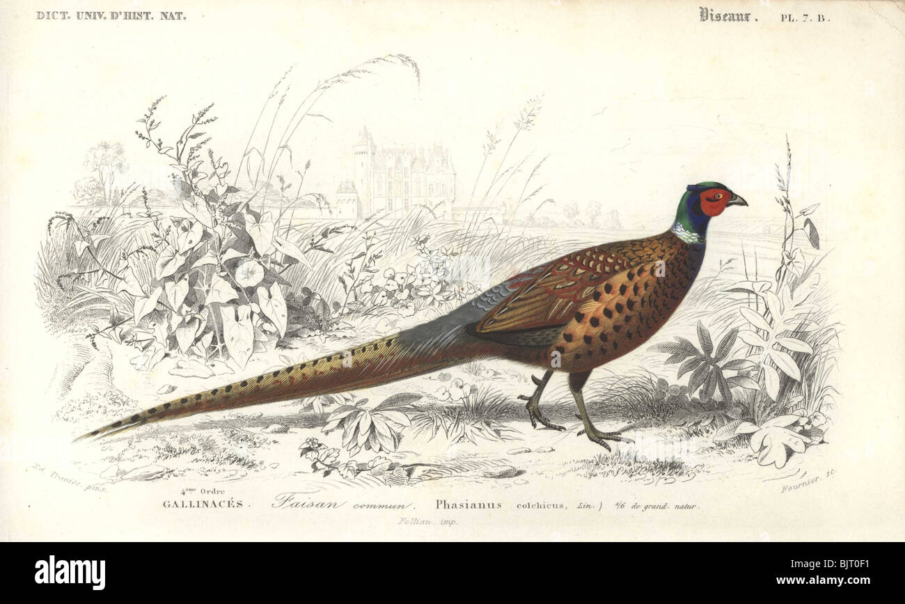 Pheasant illustrations hi-res stock photography and images - Alamy