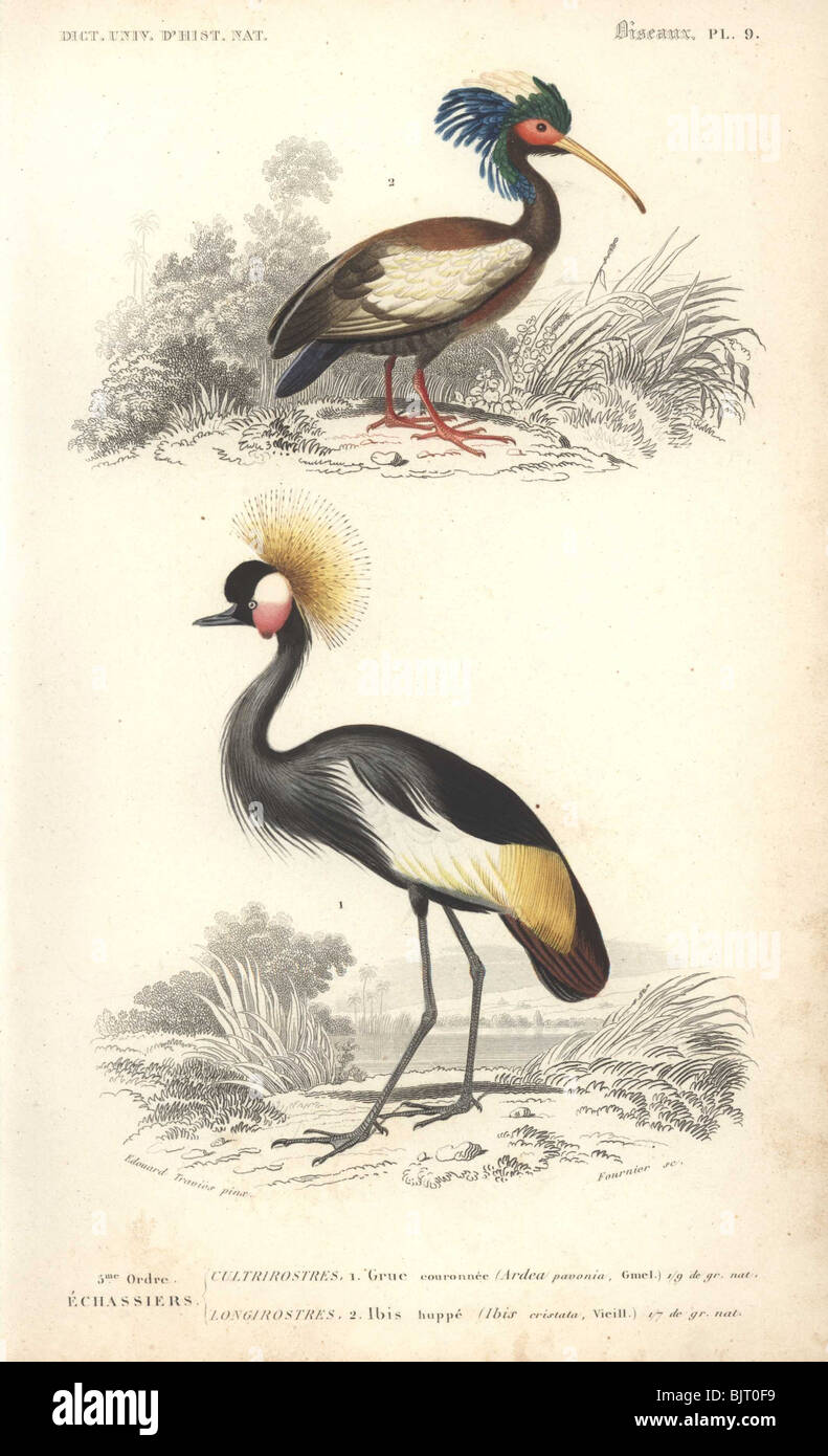 Ardea pavonia hi-res stock photography and images - Alamy