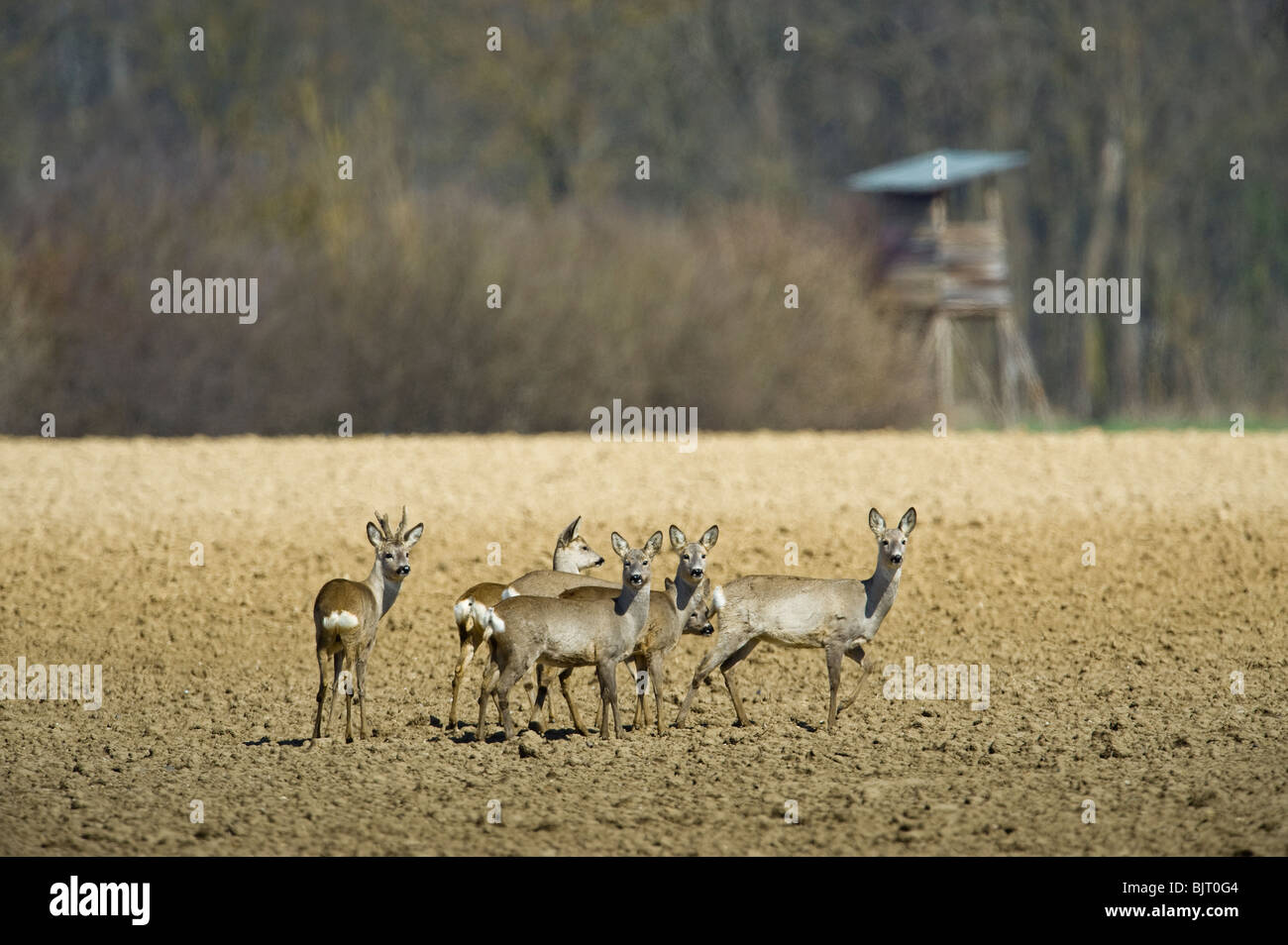 roe deer in field soil group herd spring wild wildlife roe deer in ...