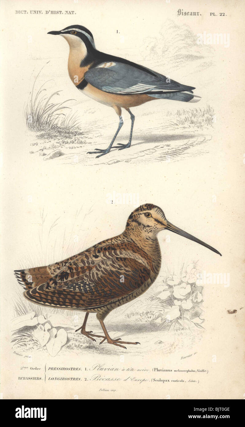 Black-headed grosbeak and European snipe Pluvianus melanocephalus ...