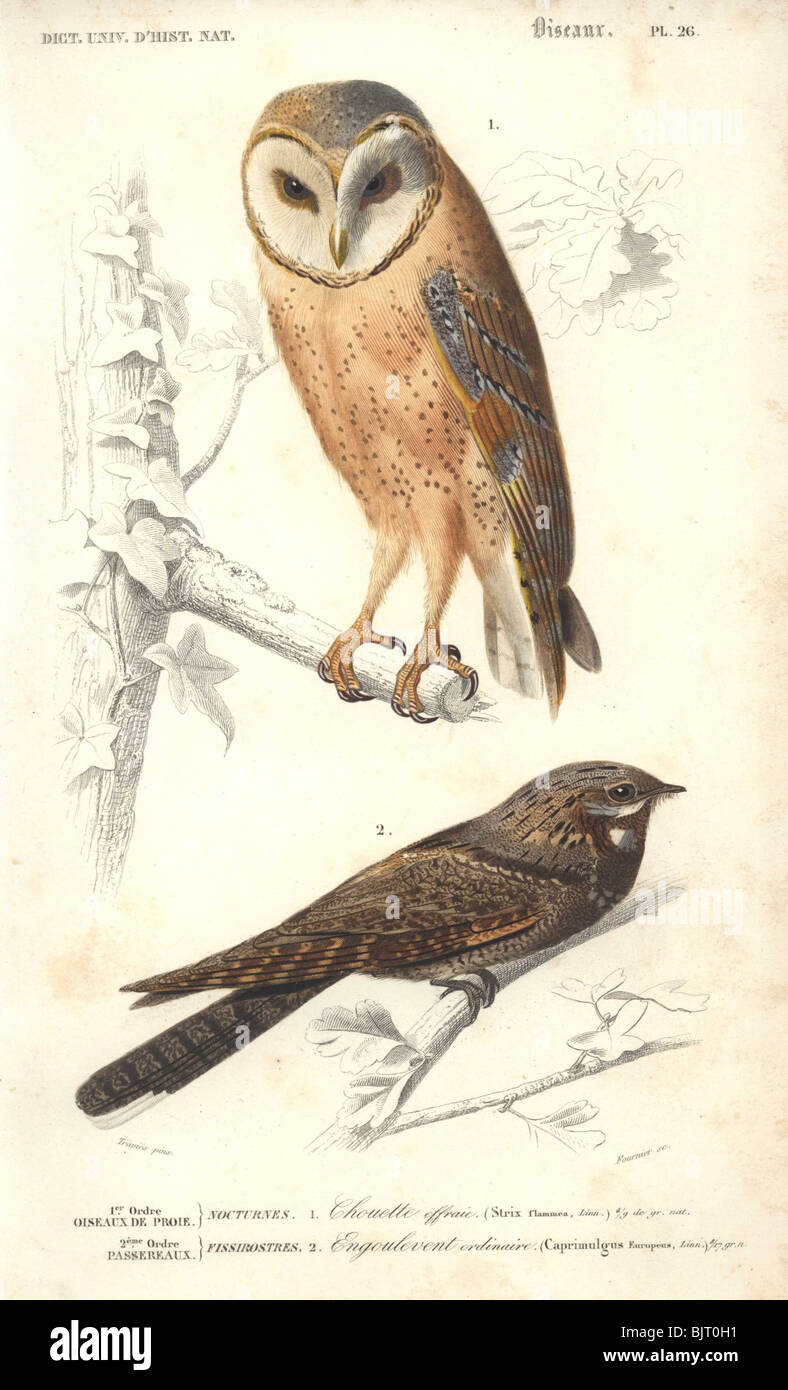 Strix flammea, Tyto alba, Caprimulgus europaeus Barn owl and european ...