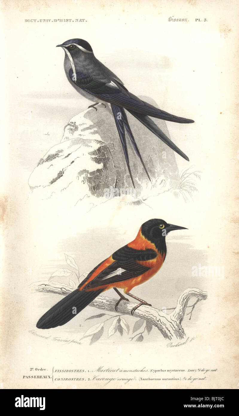 Whiskered treeswift and Orange oriole Hemiprocne mystacea, Cypselus ...