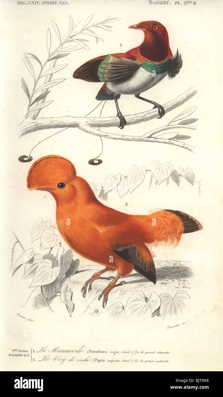 Cicinnurus regius, Rupicola rupicola, Paradisea regis Bird of paradise ...