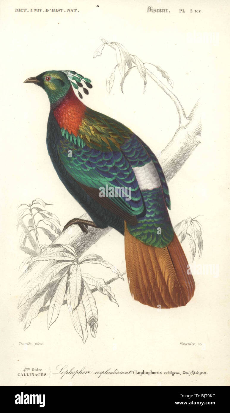 Lophophorus impejanus hi-res stock photography and images - Alamy