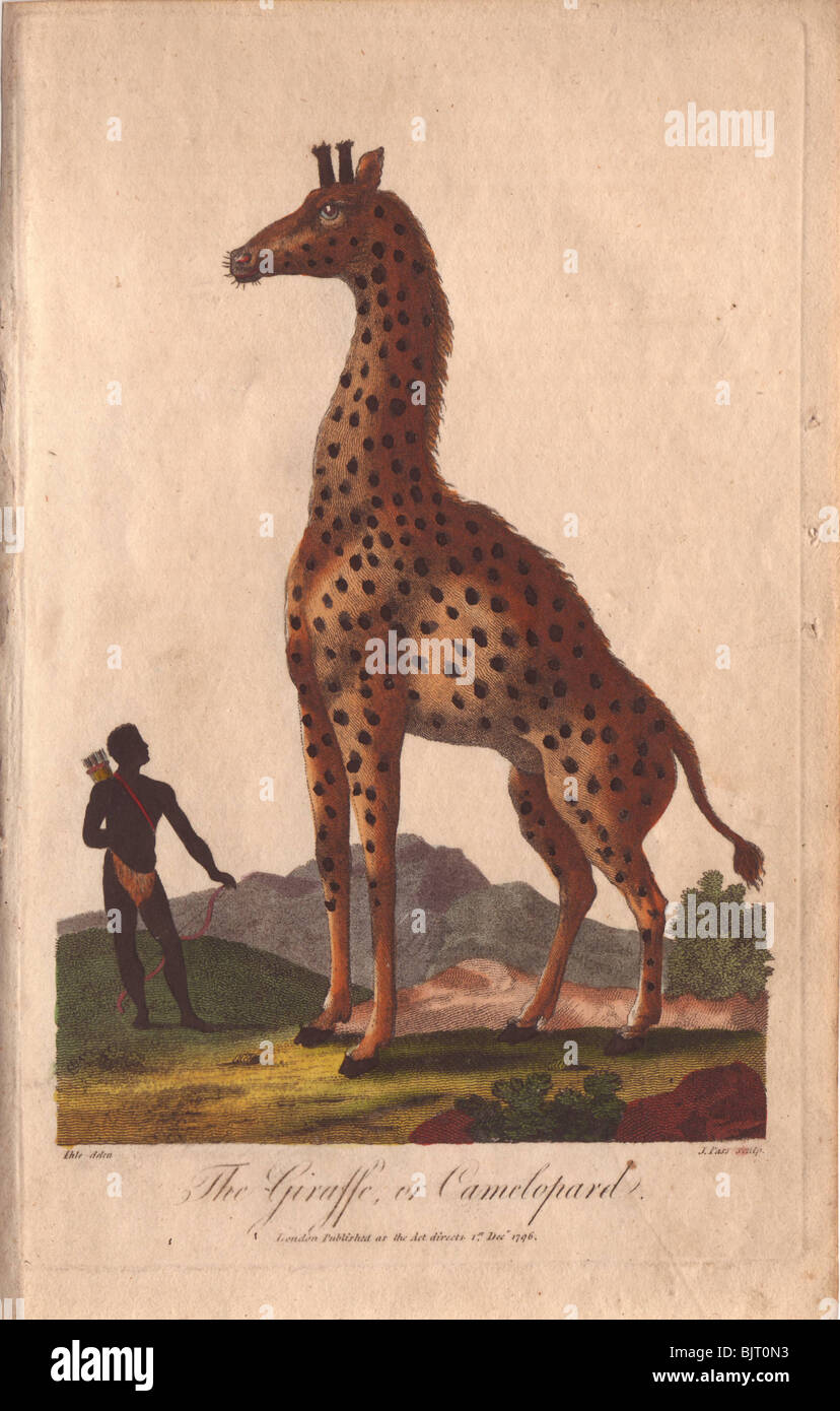 Extinct giraffe species hi-res stock photography and images - Alamy