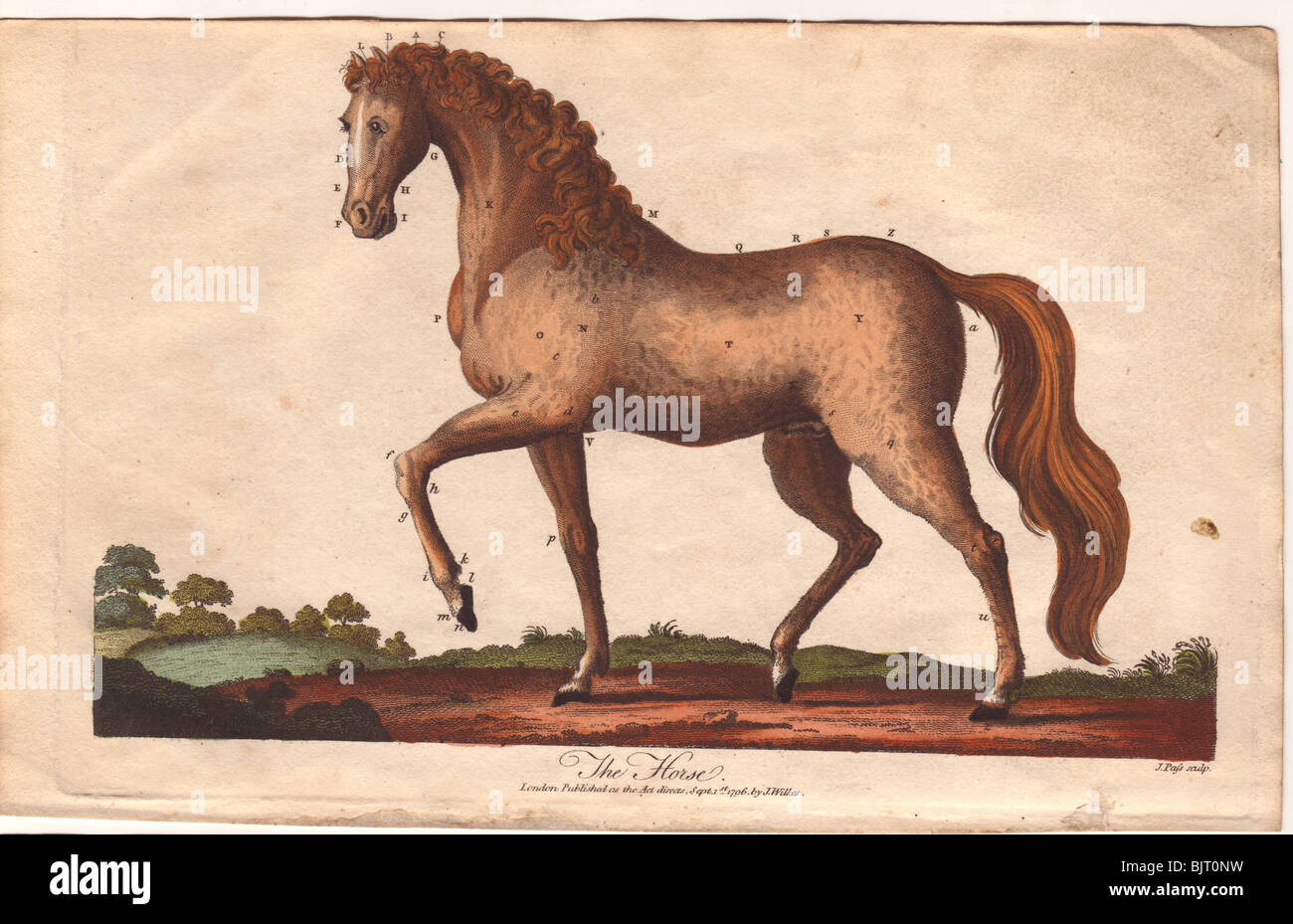 Horse Equus caballus Stock Photo - Alamy