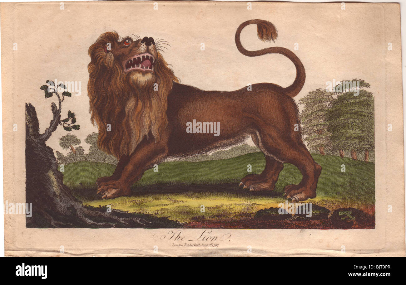 Lion (Panthera leo Stock Photo - Alamy