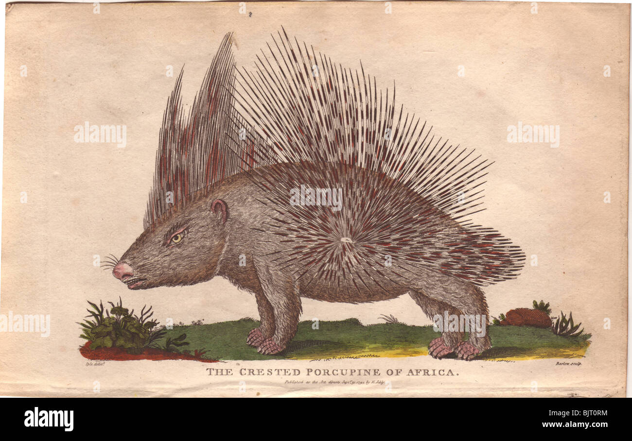 African crested porcupine Atherurus africanus Stock Photo - Alamy