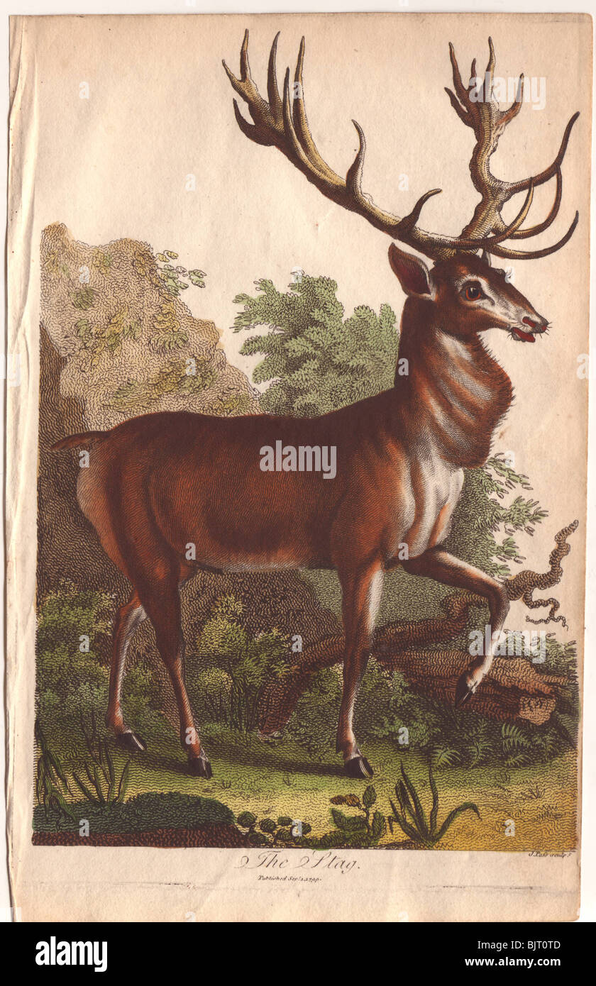 Deer engraving hi-res stock photography and images - Alamy