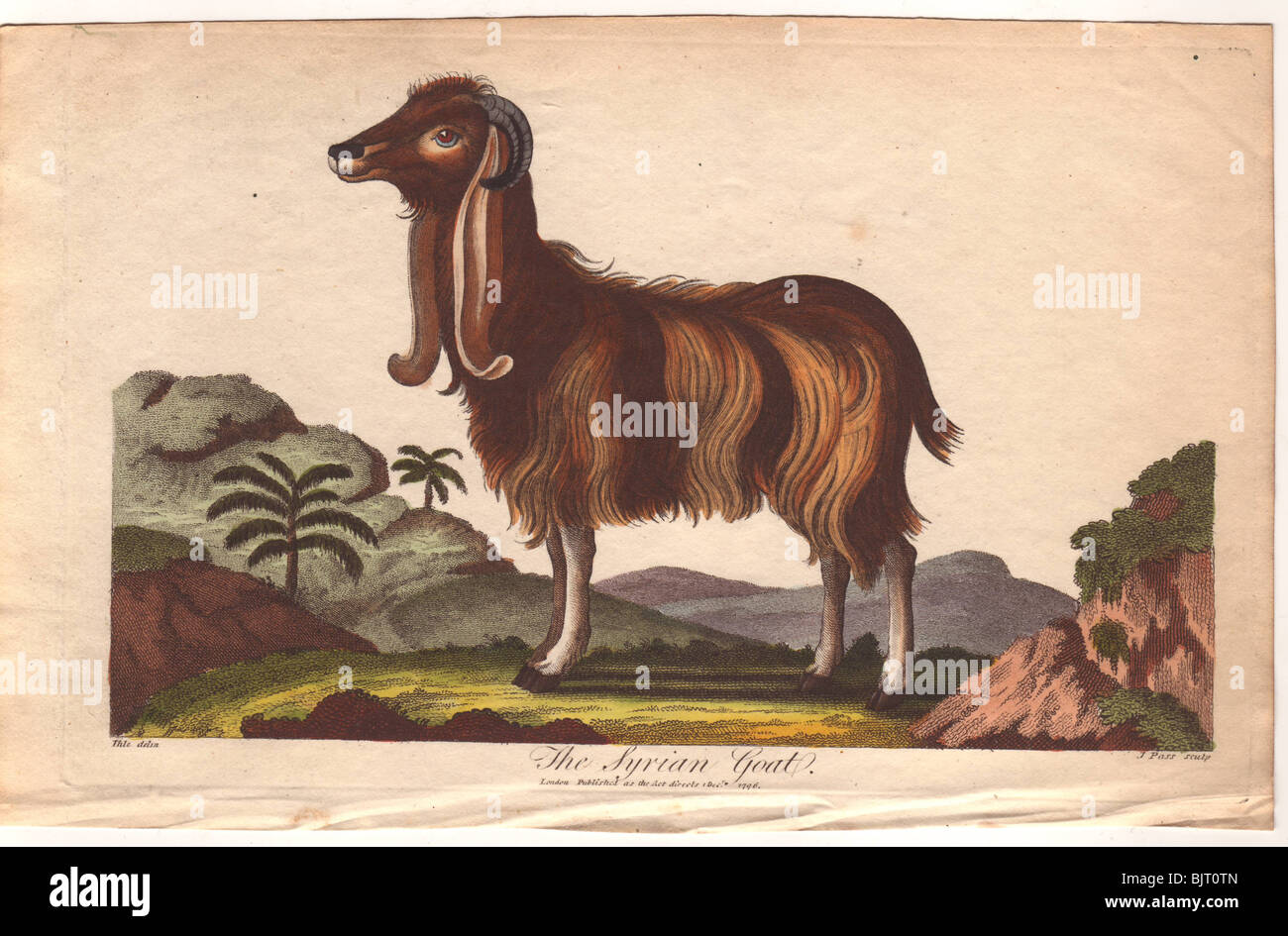 Human animal history goat hi-res stock photography and images - Alamy