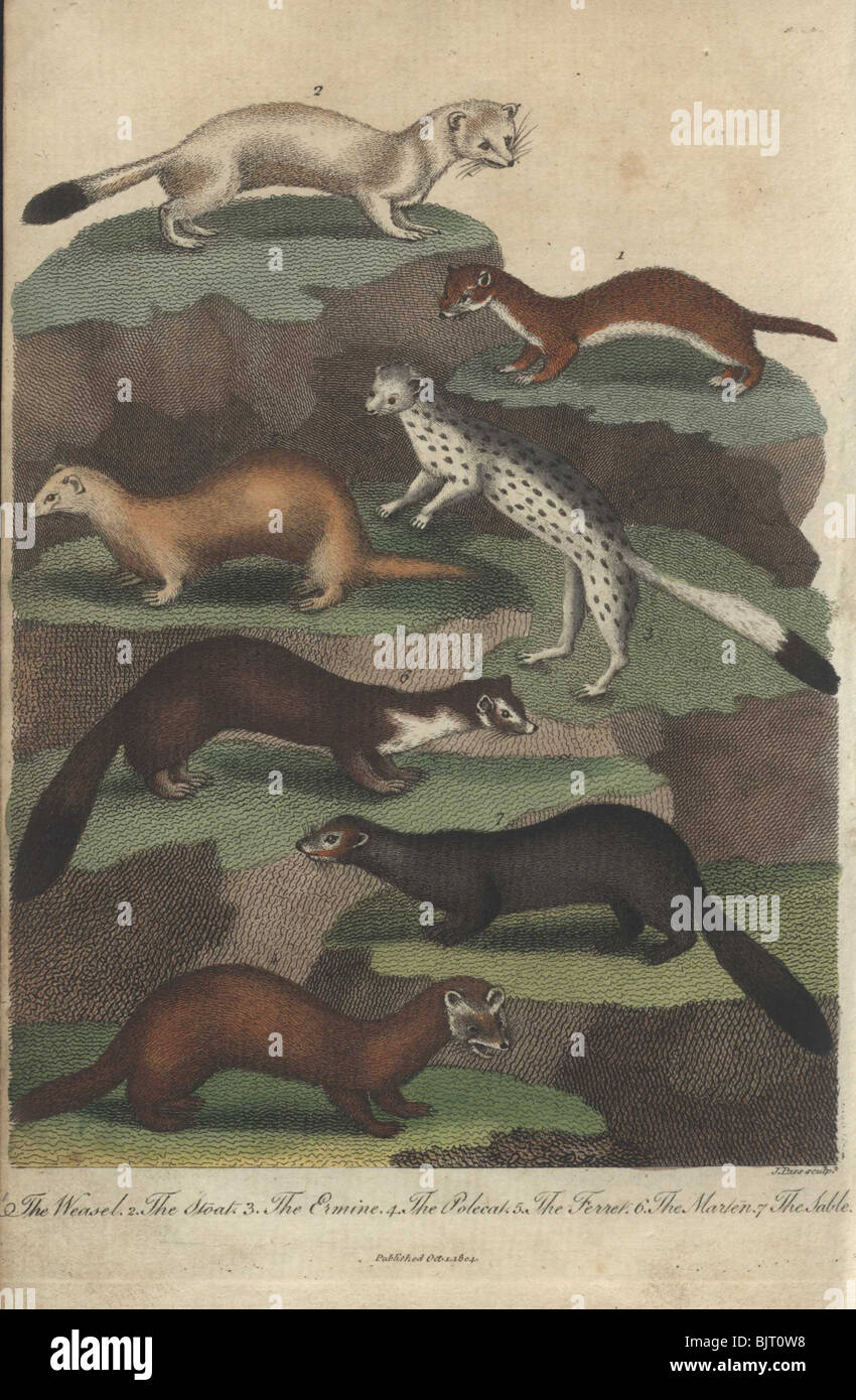 Weasel, stoat, ermine, polecat, ferret, marten and sable Mustela ...