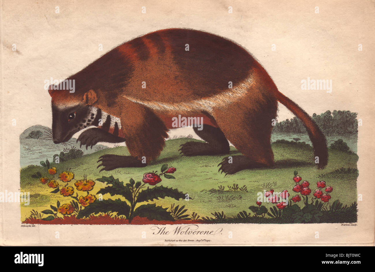 Wolverine or Gulo gulo Stock Photo - Alamy