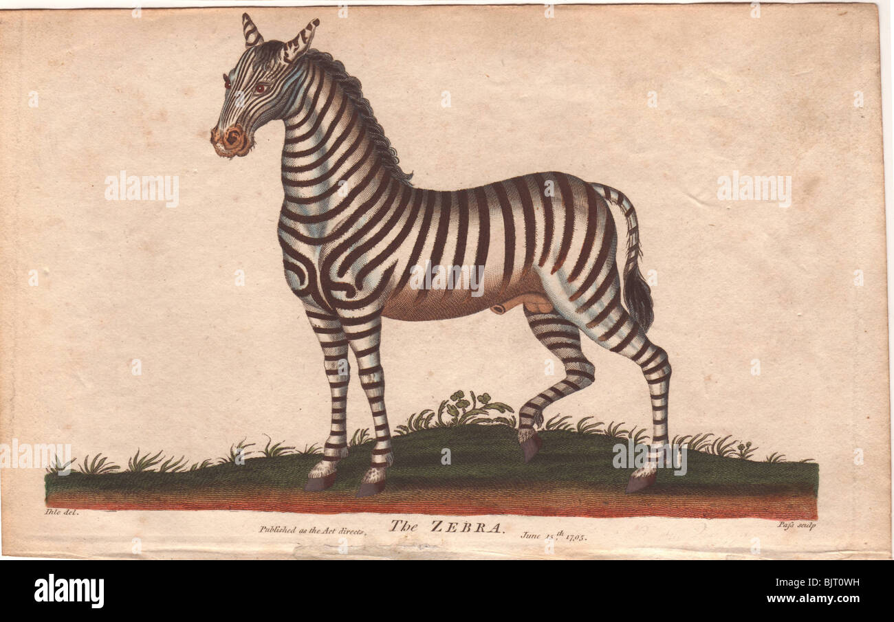 Zebra species hi-res stock photography and images - Alamy