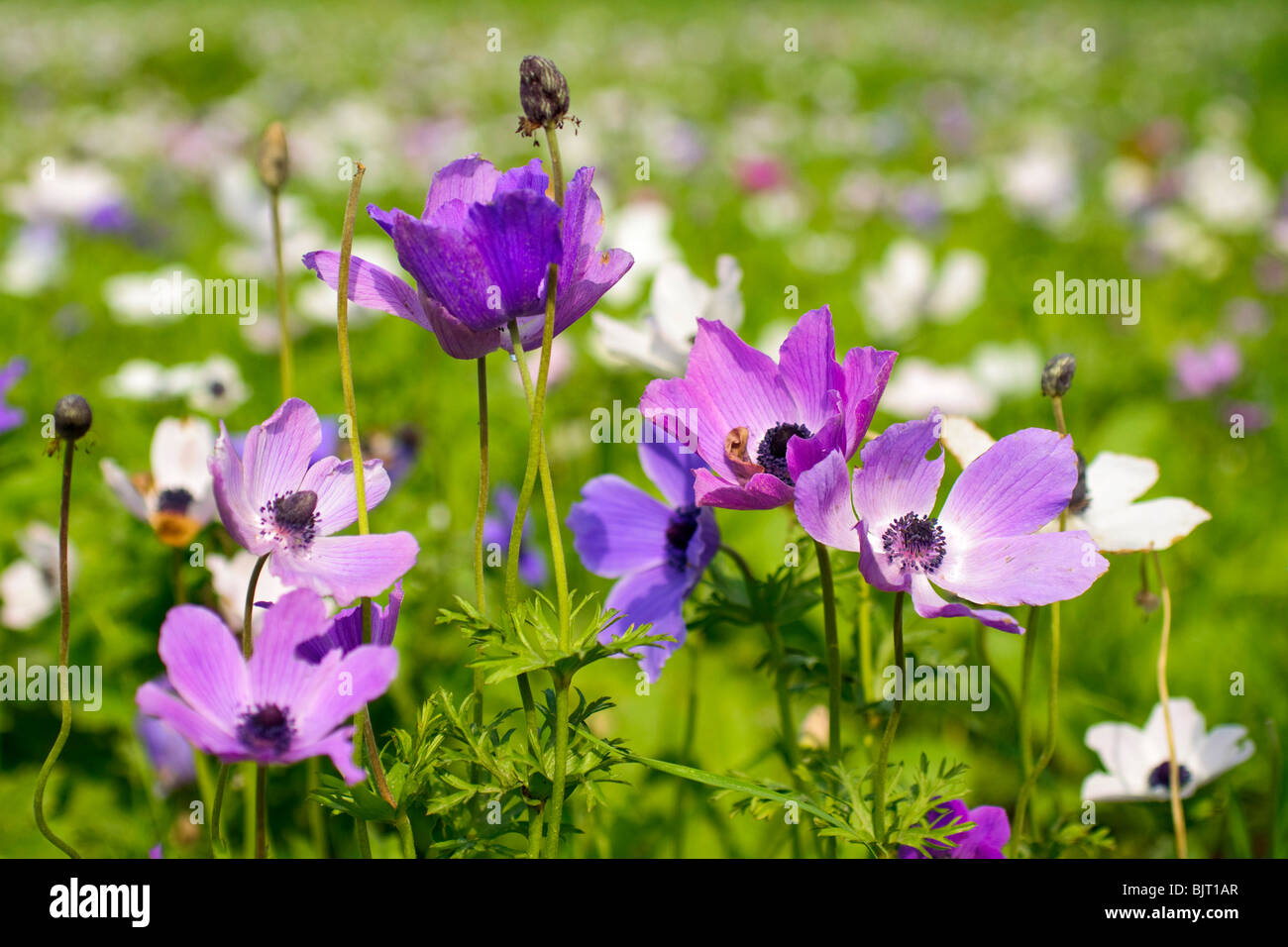 Israel, A field of spring wildflowers Anemone coronaria (Poppy Anemone ...