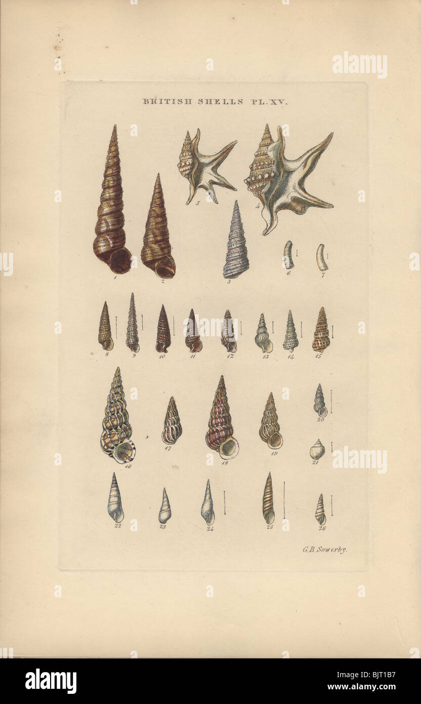 A genus of medium-sized sea snails in the family Turritellidae, so ...