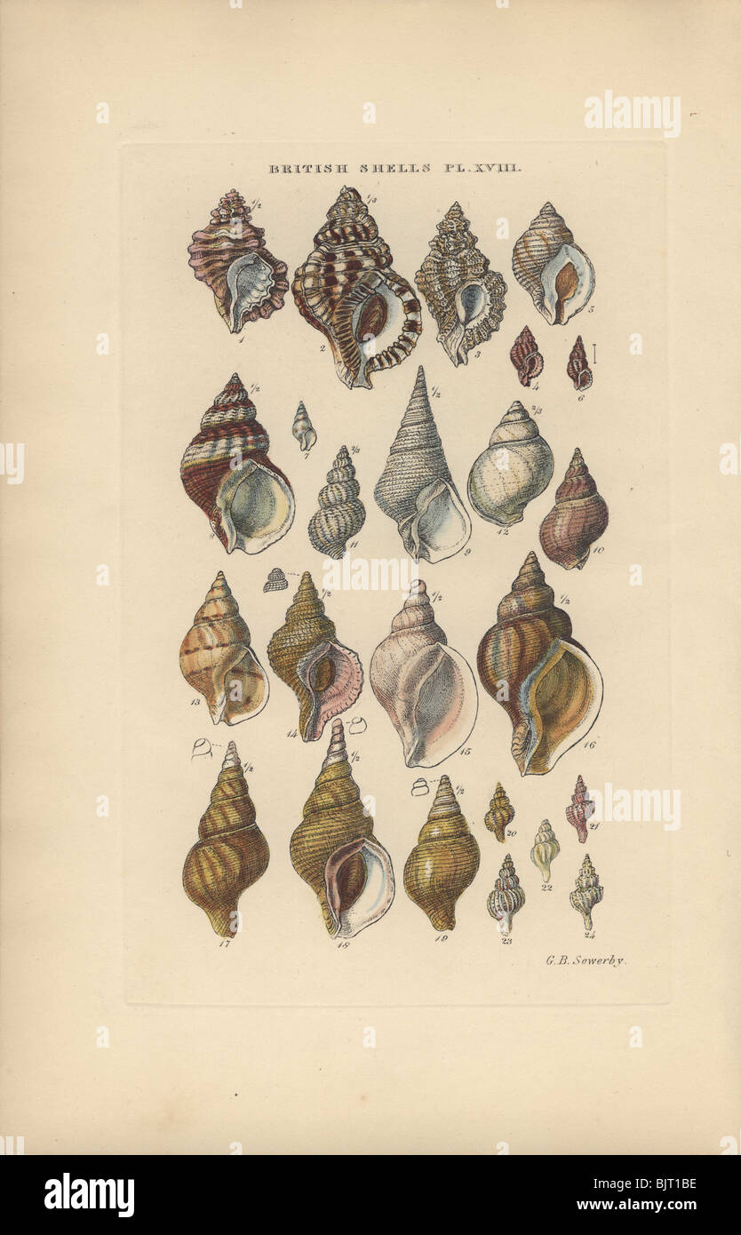 The Tritons are large sea snails from the genus Charonia Stock Photo ...