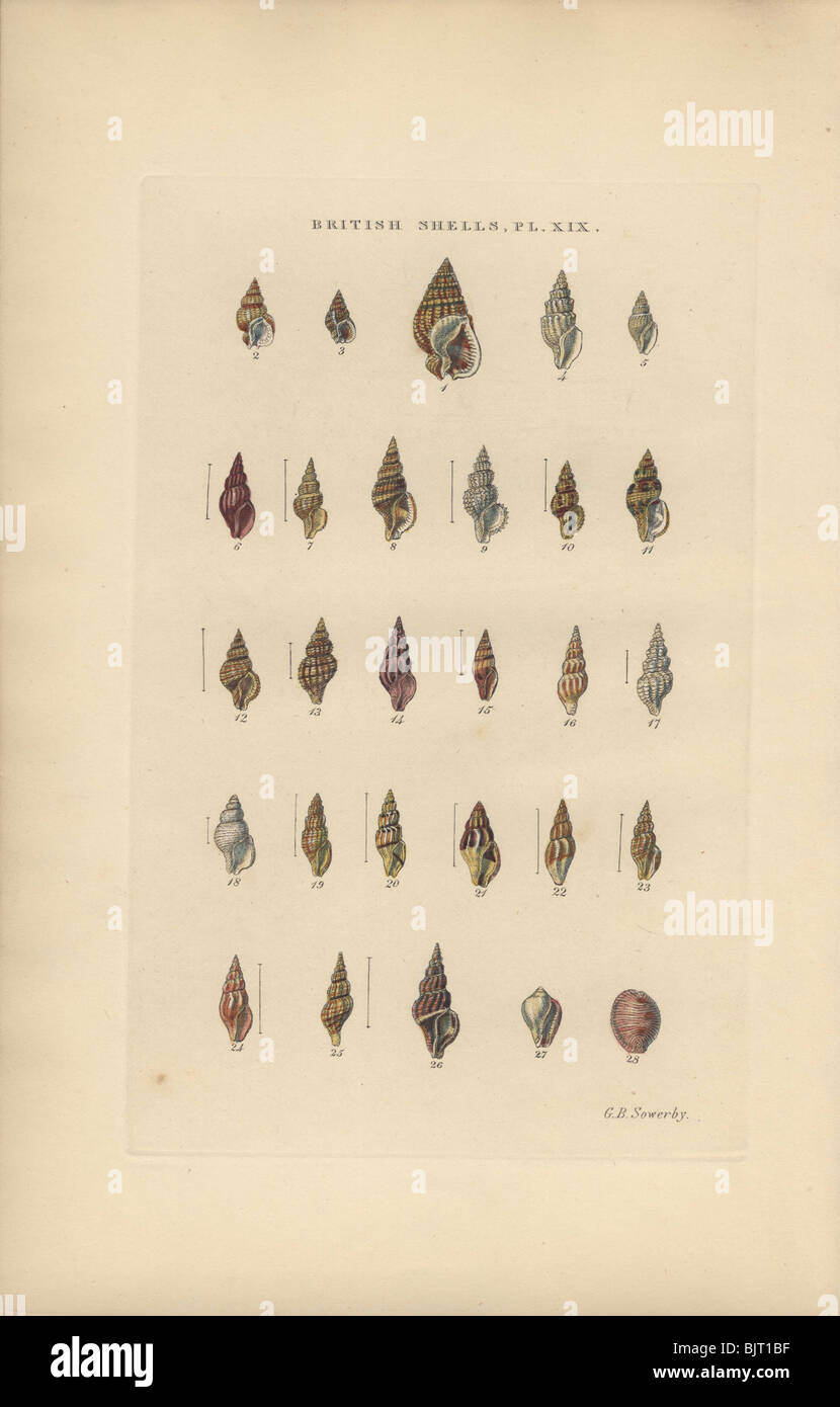 Different types of shells hi-res stock photography and images - Alamy