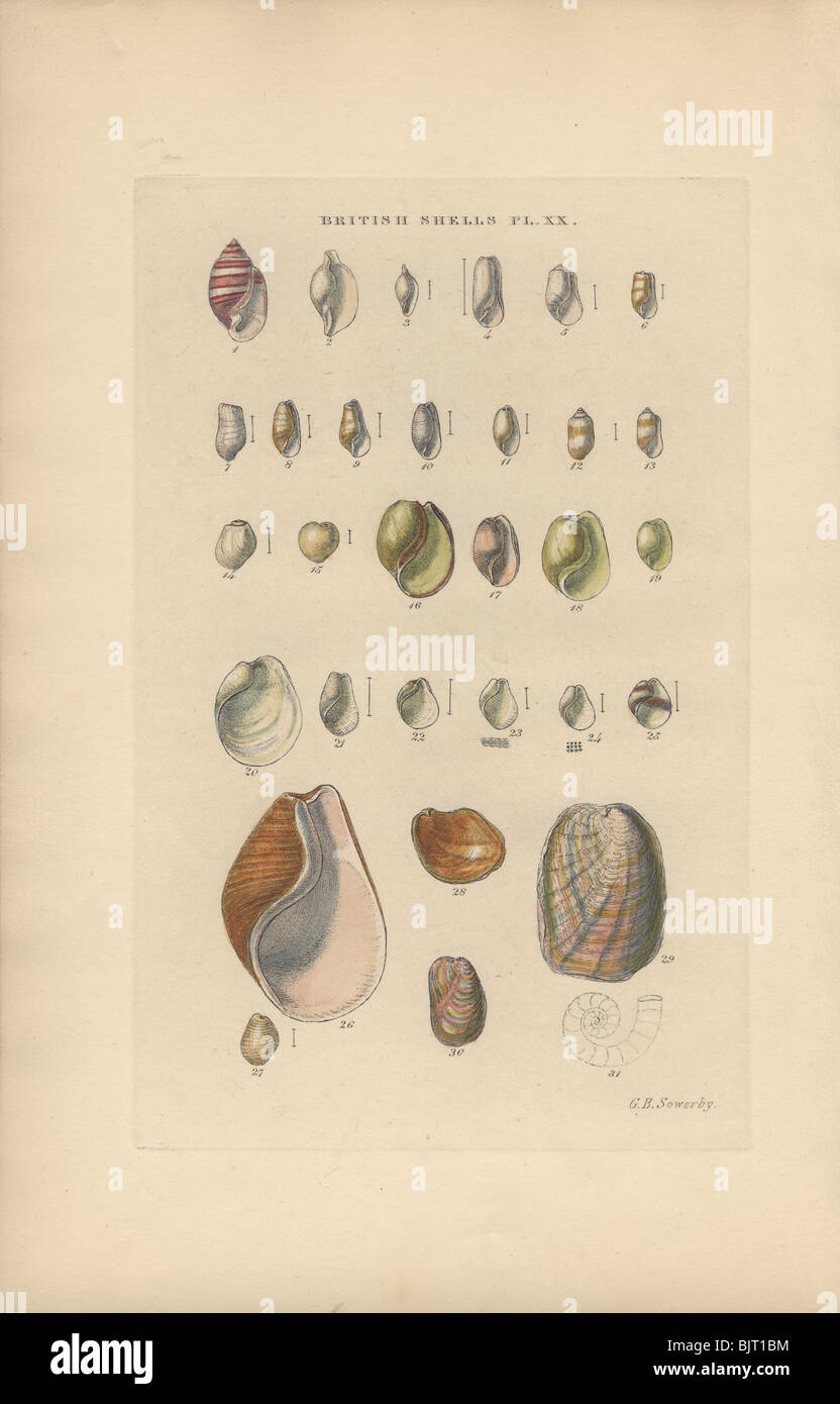 Different types of shells hi-res stock photography and images - Alamy