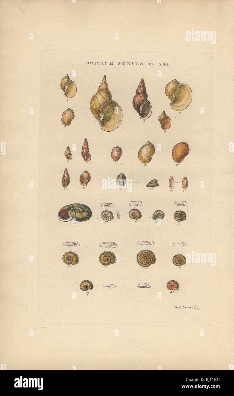 A variety of snails or gastropods (previously known as univalves and ...