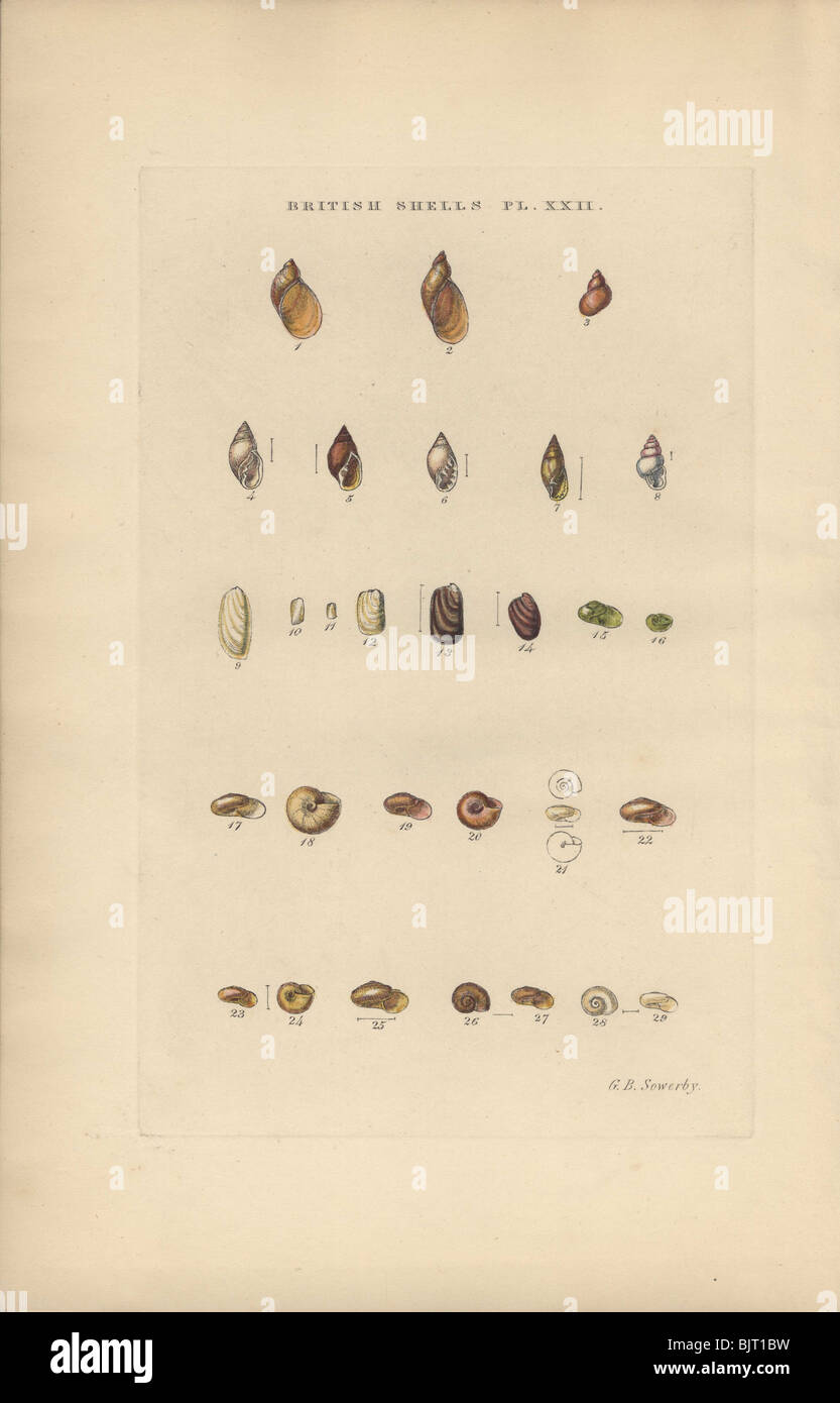 Types of snails hi-res stock photography and images - Alamy