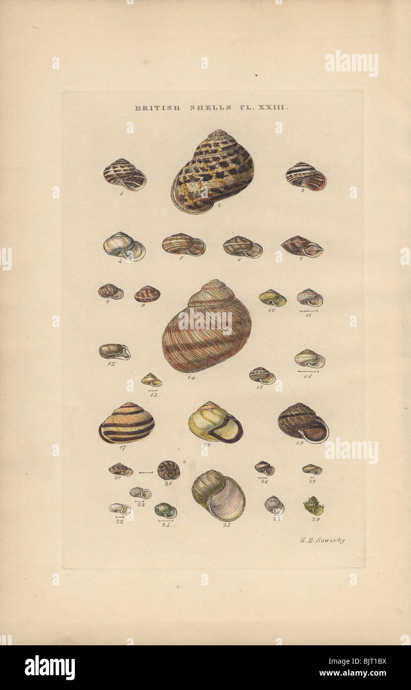 Types of snails hi-res stock photography and images - Alamy