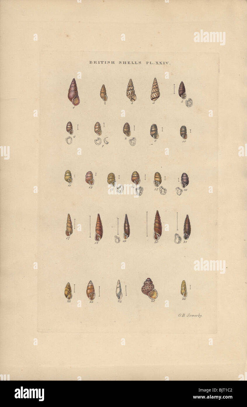 A variety of snails or gastropods (previously known as univalves and ...