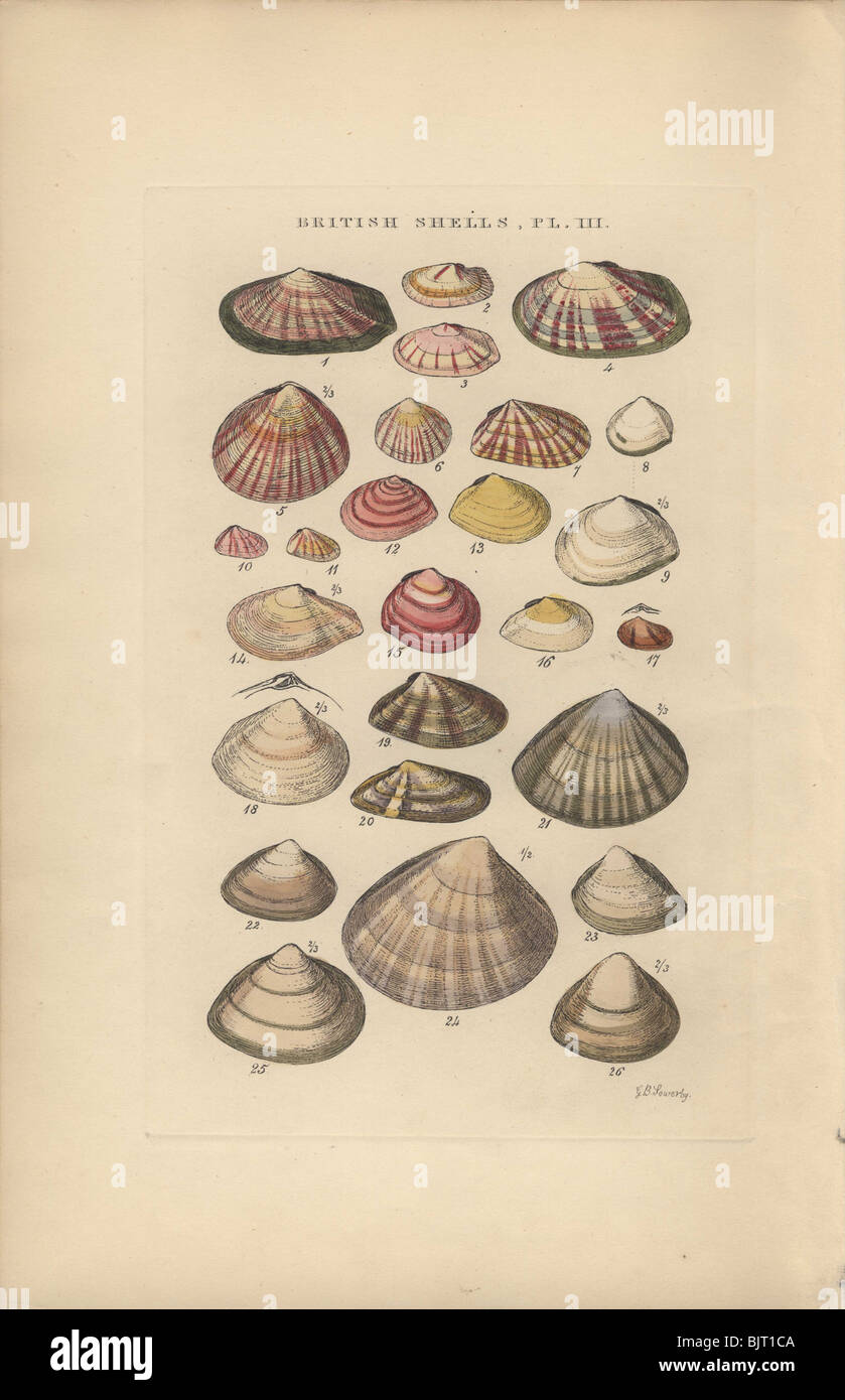 Different types of shells hi-res stock photography and images - Alamy